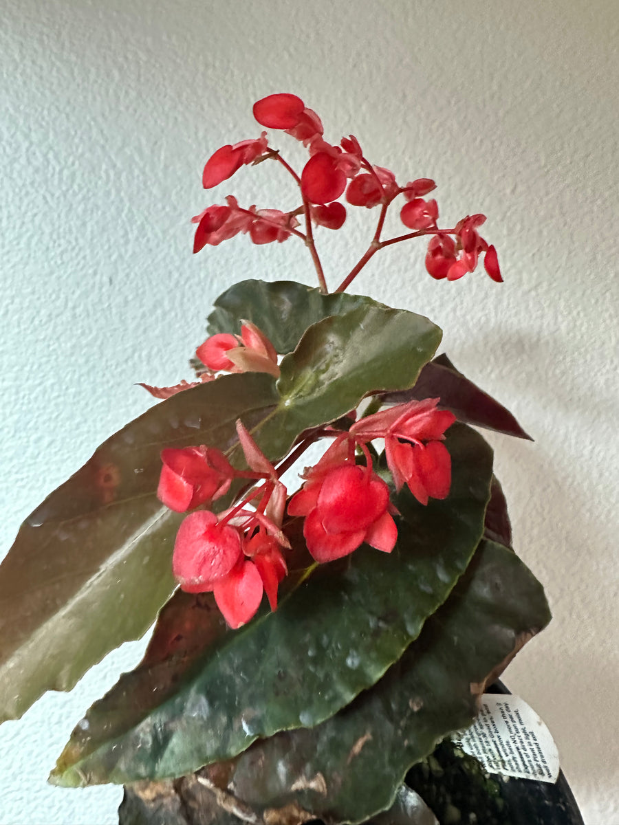 Begonia - Angel Wing - Torch – WILDEHAUS
